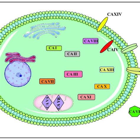 Subcellular Localization Of Cas Ca I Ii Iii Vii Viii X Xi And Download Scientific