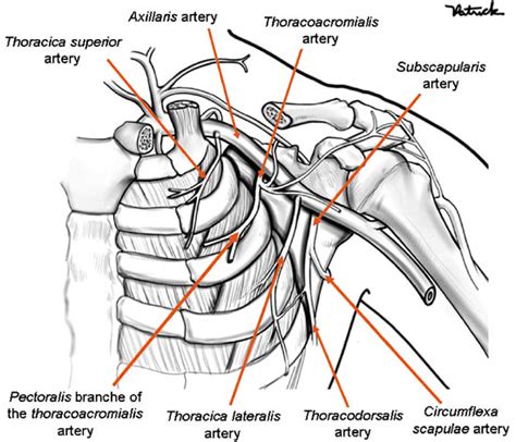 Axillary Fossa
