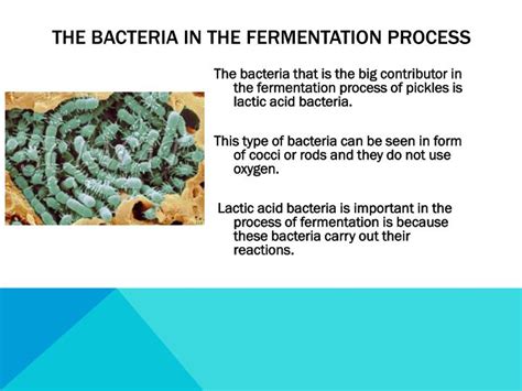 Ppt Pickle Fermentation Powerpoint Presentation Id 2620661