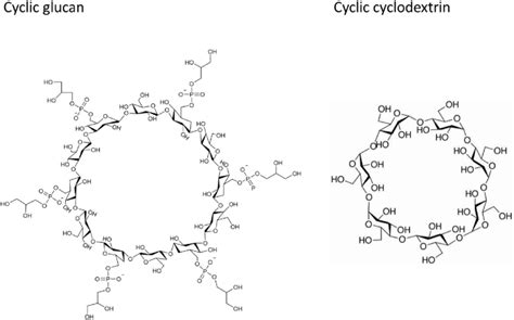 Cyclic Glucan Eps With Cyclodextrin Like Host Guest Properties A