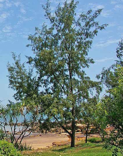 Agóho Cultured Philippine Cultural Education Online