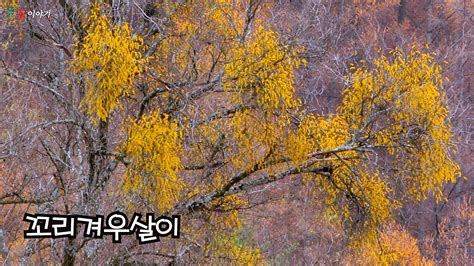 들꽃이야기62번째 꼬리겨우살이1 열매가 꼬리처럼 치렁치렁 매달리는 겨우살이라 이름 붙여졌고 꽃말은 인내 극복이다 Youtube