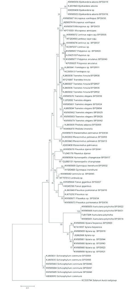 neighbor joining phylogenetic treeusing kimura 2 parameter model based
