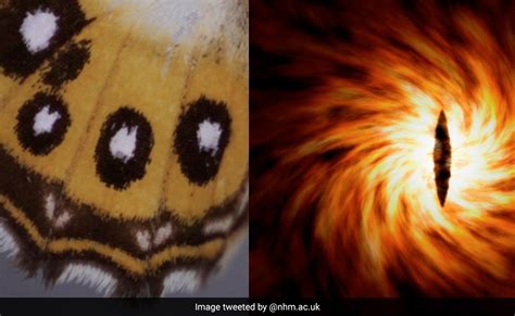 Rare Butterfly Genus Named After Lord Of The Rings Villain Sauron