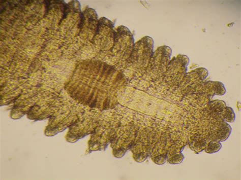 Benthic Macrofauna Analysis Ecospan Environmental