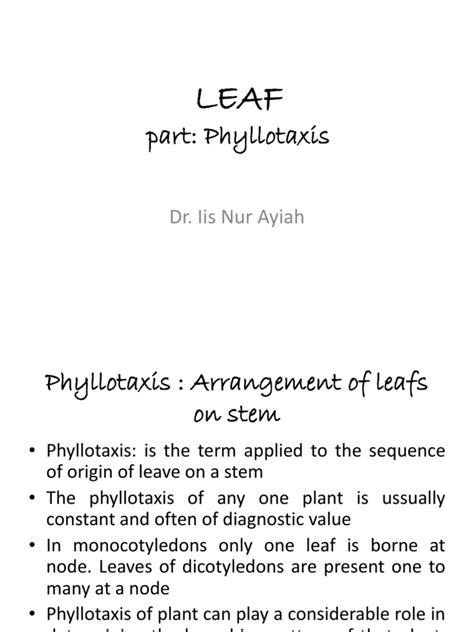 Phyllotaxis By Iis Pdf Botany Horticulture And Gardening