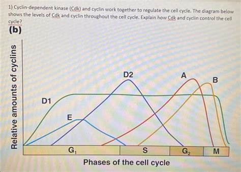 Solved Cyclin Dependent Kinase Cdk And Cyclin Work Chegg Com