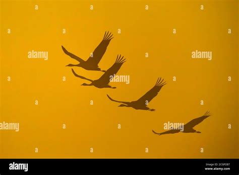 Flying Cranes Grus Grus In Front Of Morning Sky Sunrise Migrating
