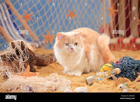 Mackerel Tabby Hi Res Stock Photography And Images Alamy