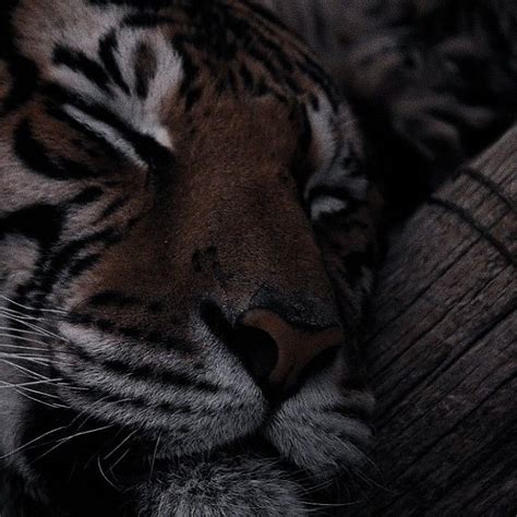 Wednesday X Reader On Tumblr