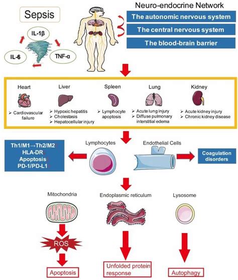 多因子检测：败血症中的应用