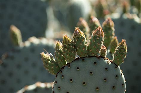 Adding Texture To An Image Mark Laurie