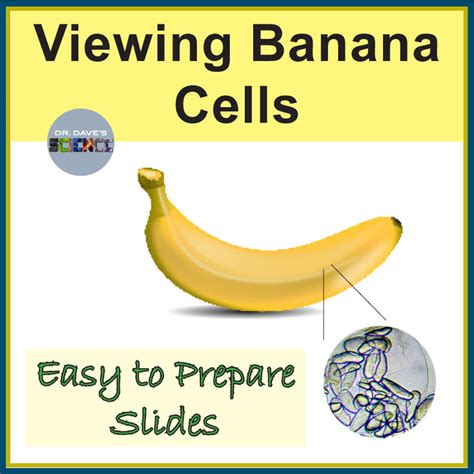 Plant Cells Microscope Worksheets Activity Banana Cells Made By Teachers