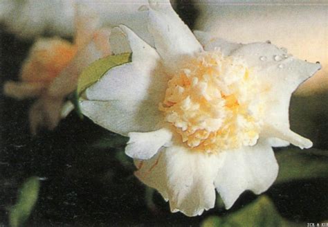Yumemiru Hitomi Cultivars International Camellia Register