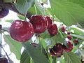 Categoryprunus Avium Fruit Wikimedia Commons