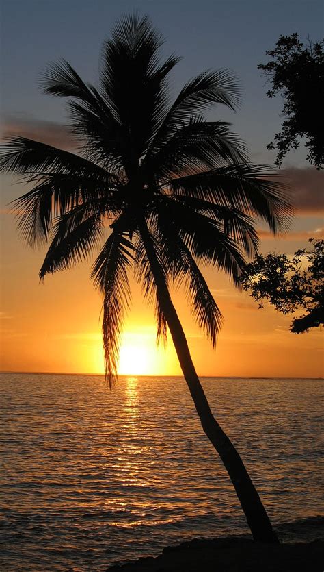 Palm Tree Beach Sunset