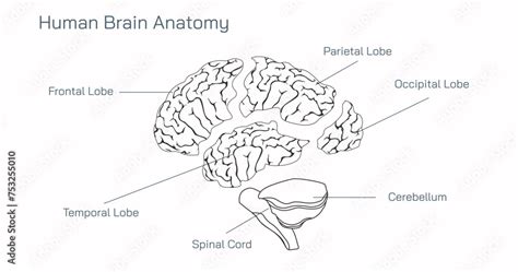 Human Brain Anatomy And How The Brain Works Vector Illustration