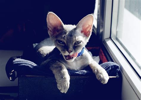 Devon Reks Devon Rex Poreklo Karakteristike Nega I Cena