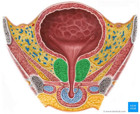 Prostate Anatomy Histology And Function Kenhub
