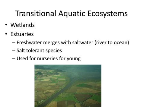 Ppt What Is An Aquatic Ecosystem Powerpoint Presentation Free Download Id 4727584