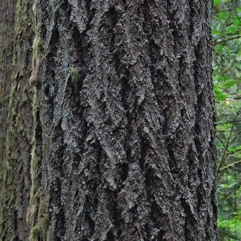 Pseudotsuga Menziesii Bark