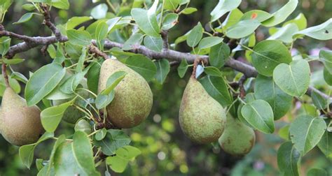 Pear Tree Diseases Identification And Treatments Roots Plants
