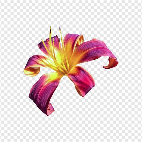 Свободный псд цветок Png изолирован на прозрачном фоне Премиум Psd Файл