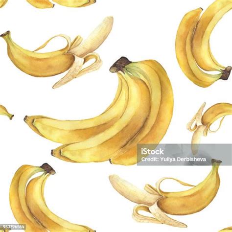 수채화 바나나 패턴입니다 손으로 그린 흰색 배경에 고립 된 열 대 과일 디자인 또는 인쇄에 대 한 음식 식물 그림입니다 계절에 대한 스톡 벡터 아트 및 기타 이미지 Istock
