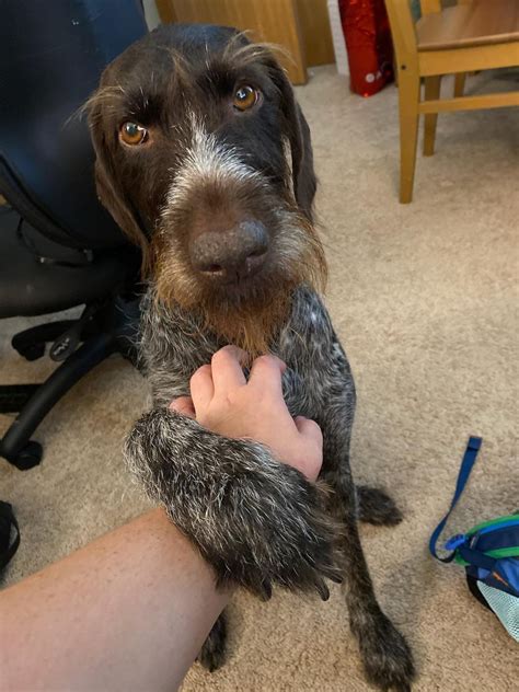 She Makes My Heart Melt Happy Saturday Rwirehairedpointers