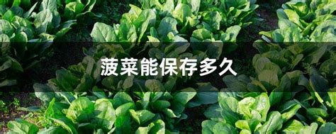 菠菜能保存多久 如意谷