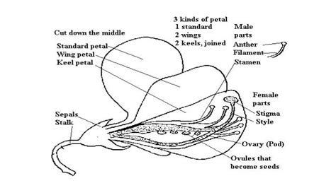 Flower Biology Of Pigeon Pea