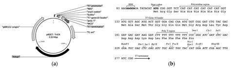 Plasmid Vector Multiple Cloning Sequence