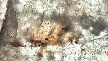 Aus Für Marsbakterien Spektrum Der Wissenschaft