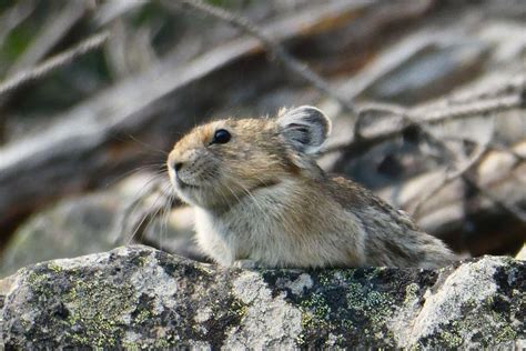 21 Wild Animals In North Korea Wildlife In North Korea Kevmrc