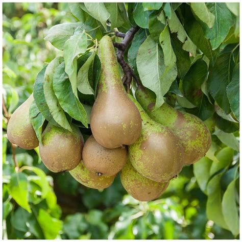 Dwarf Patio Concorde Pear Tree In 5l Pot Miniature Self Fertile