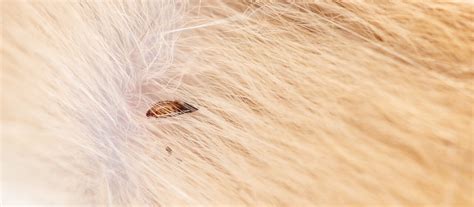 Flea Bites In Humans How To Treat Them And Get Rid Of An Infestation Atelier Yuwaciaojp