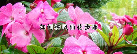 如何种凤仙花步骤 发财农业网