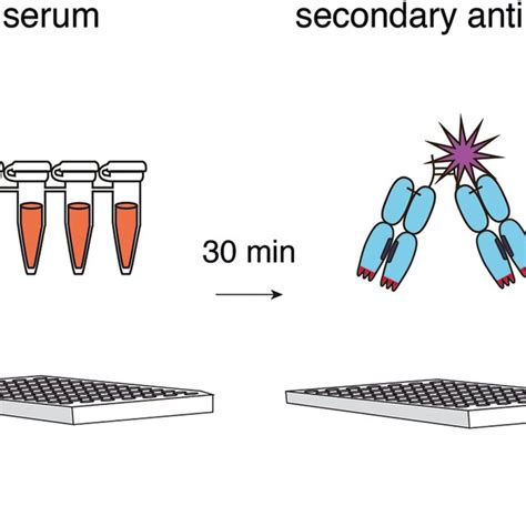 Schematic Diagram Of The Assay Cho Cells Are Seeded Onto A 96‐well