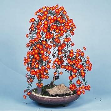 Amazon co jp 菊苗 小菊 盆栽菊 辻の柳 1株 国華園 22年秋商品 DIY工具ガーデン
