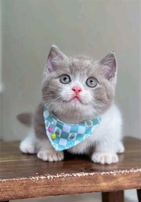 แมวมันช์กิ้น เทาขาว Ennxo