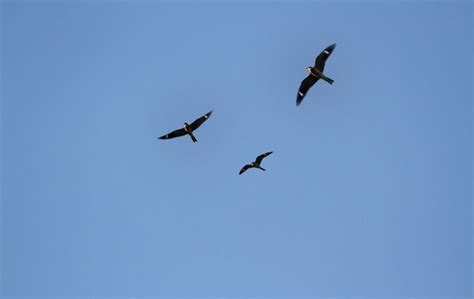 B I R D Common Nighthawk Migration