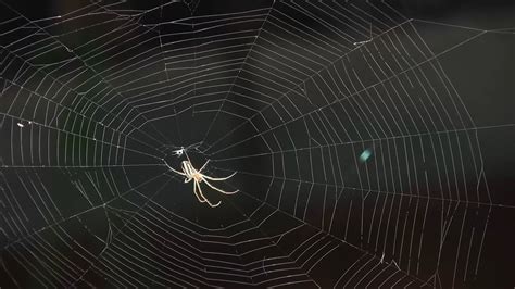 Spider Web Cobweb Free Stock Video Pixabay