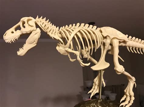 Tyrannosaurus Skeleton Model