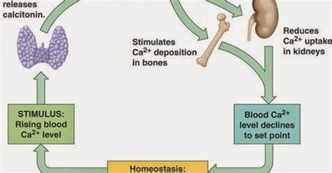 Brady Urology At Johns Hopkins Hospital Hypercalciuria Calcium In The Urine Cause Or Effect