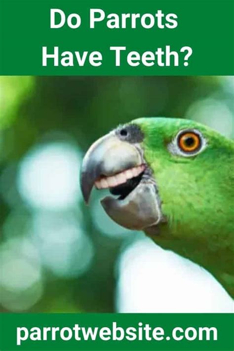Do Parrots Have Teeth Answered Parrot Website