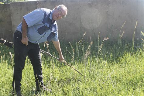 Boom Deur Weerlig Getref Heidelberg Nigel Heraut