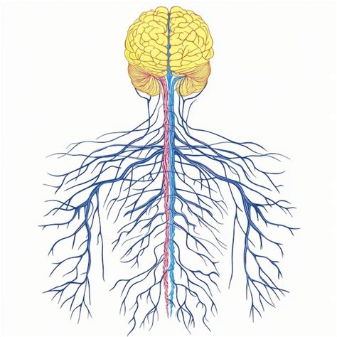 Diagram Of The Human Nervous System Highlighting The Brain And Spinal