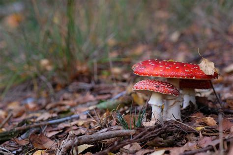 집 밖의 가을 가을 분위기 가을 색 계절 계절의 변화 광야 나뭇잎 낙엽 녹색 배경 단풍 따뜻한 음색 떨어지다 모바일 바탕화면 모바일 배경 무작위