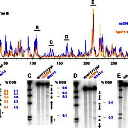 Confirmation Of DSB Patterns
