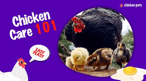 Fancy Chicken Breeds Chicken Pets